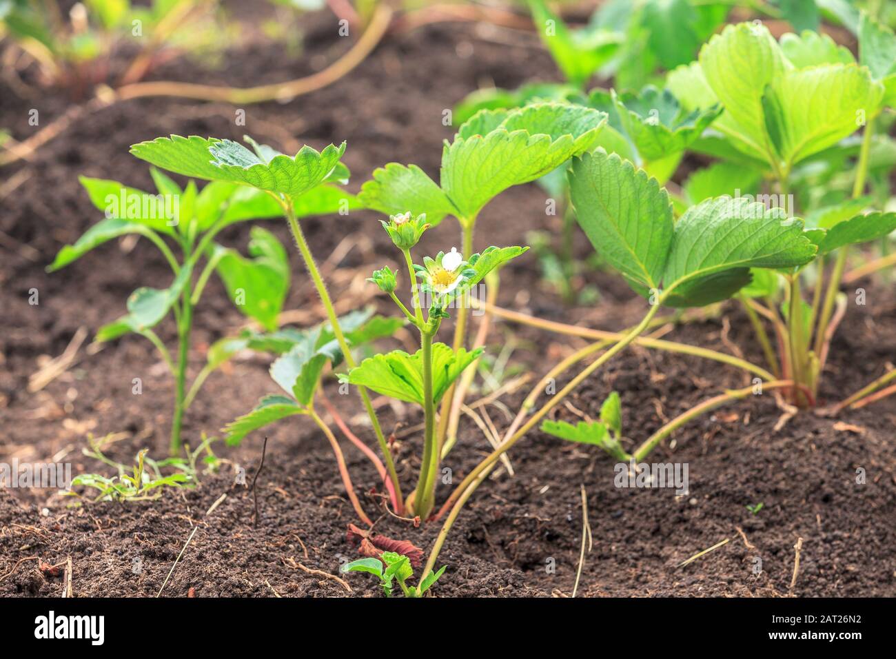 A strawberry seedling in the spring Stock Photo - Alamy
