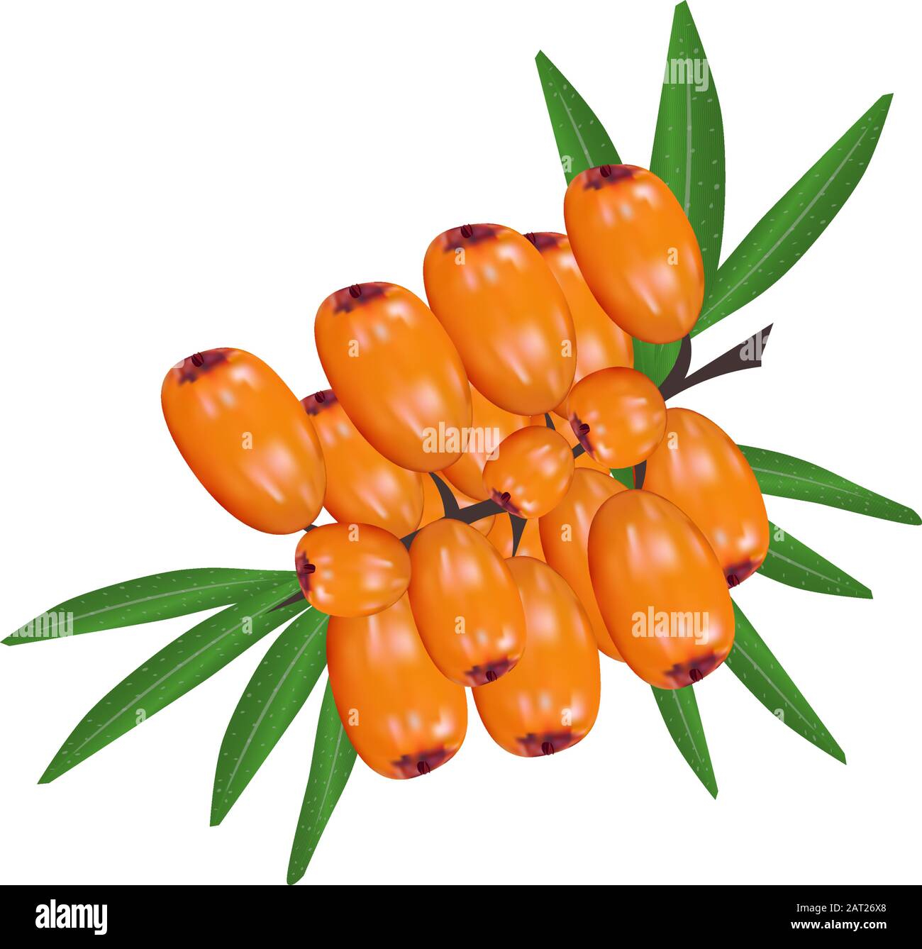 Sea buckthorn isolated on Stock Vector Images - Alamy