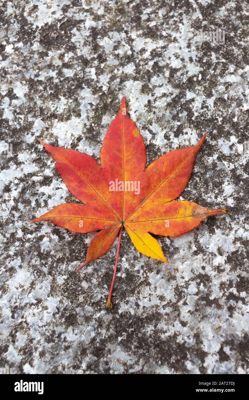 Fallen orange Momiji Leaf (Japanese Maple Stock Photo - Alamy