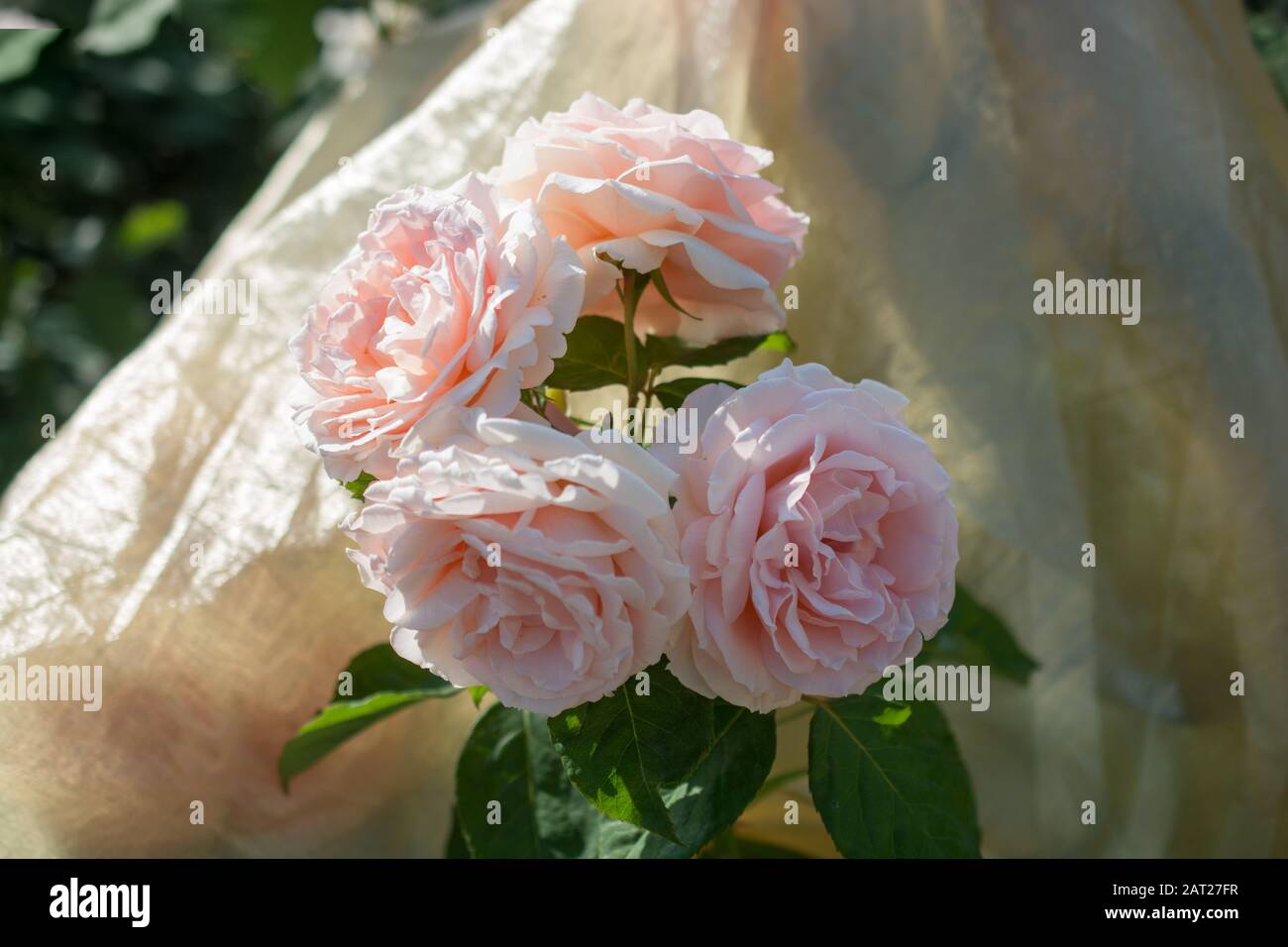 Blooming beautiful bunch of roses in spring garden Stock Photo - Alamy