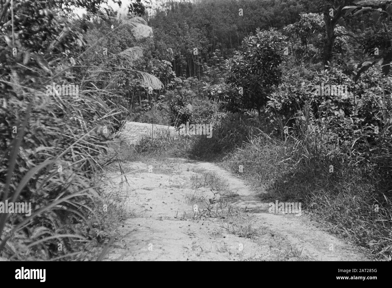Borneo Road through the jungle Date: February 1947 Location: Borneo ...