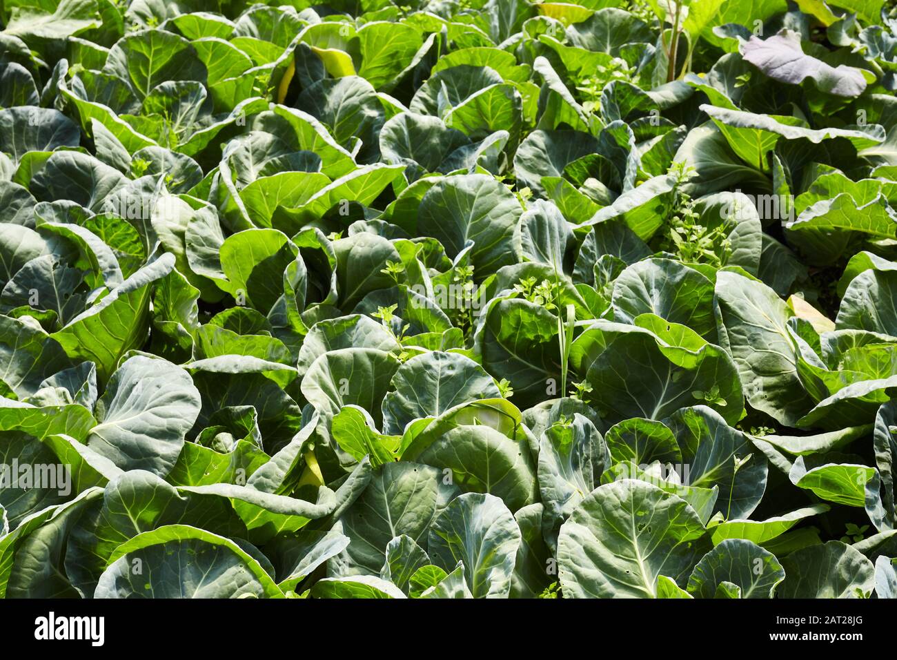 Green cabbage plant field hi-res stock photography and images - Alamy