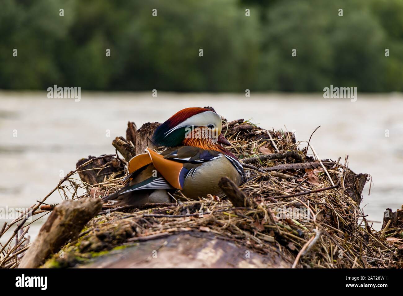Side view of a exotic mandarin duck. Mandarin duck symbolize good faith ...
