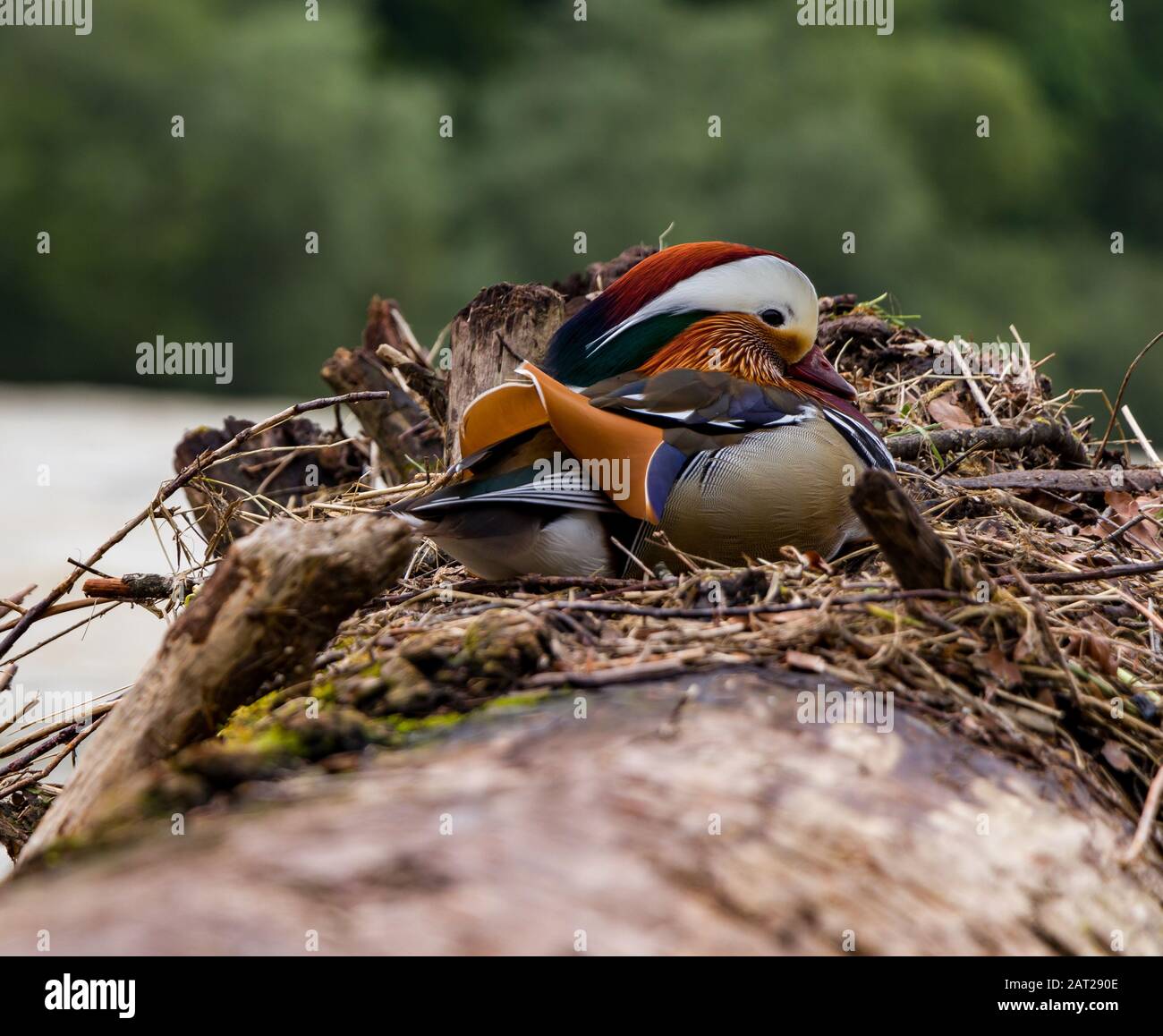 Side view of a exotic mandarin duck. Mandarin duck symbolize good faith ...