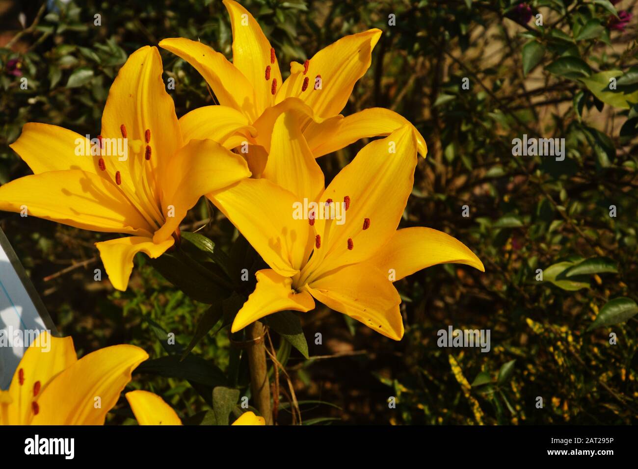 Close up of beautiful yellow color lily ( Lilium ) flowers with leaves ...