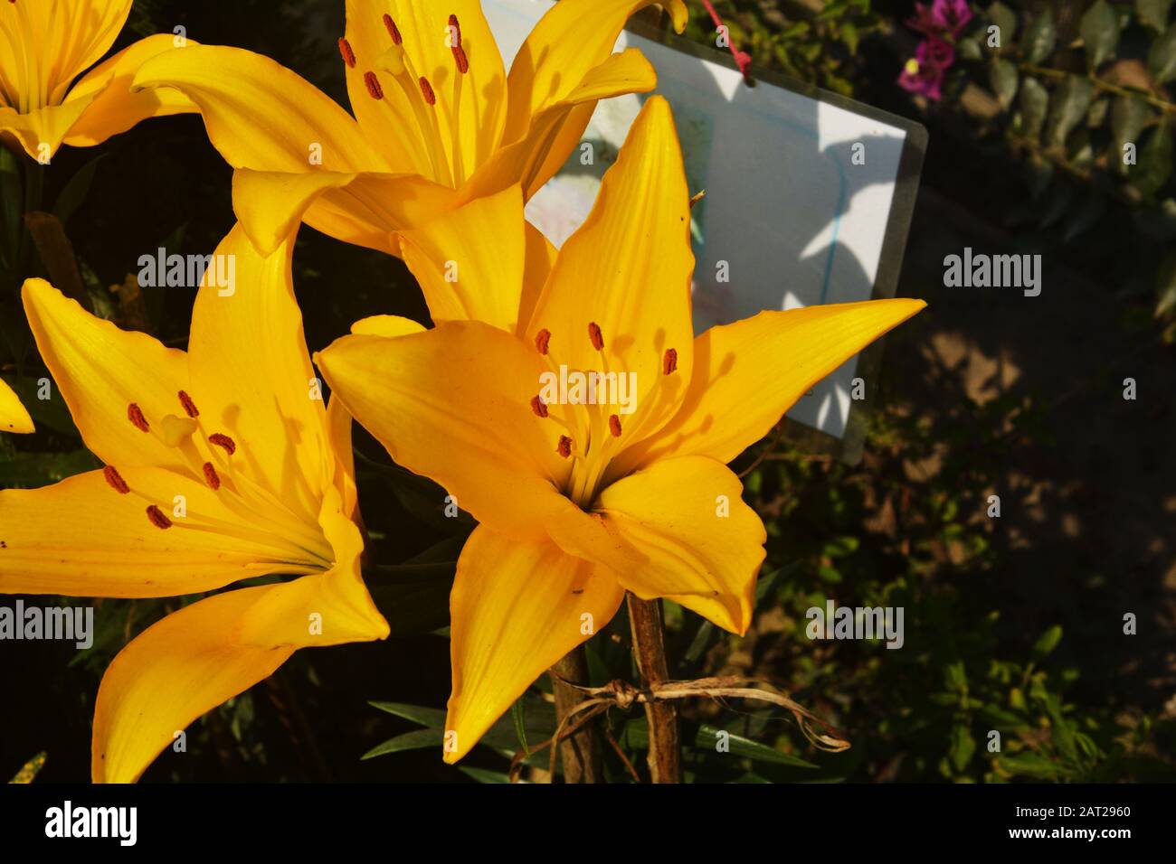 Close up of beautiful yellow color lily ( Lilium ) flowers with leaves ...
