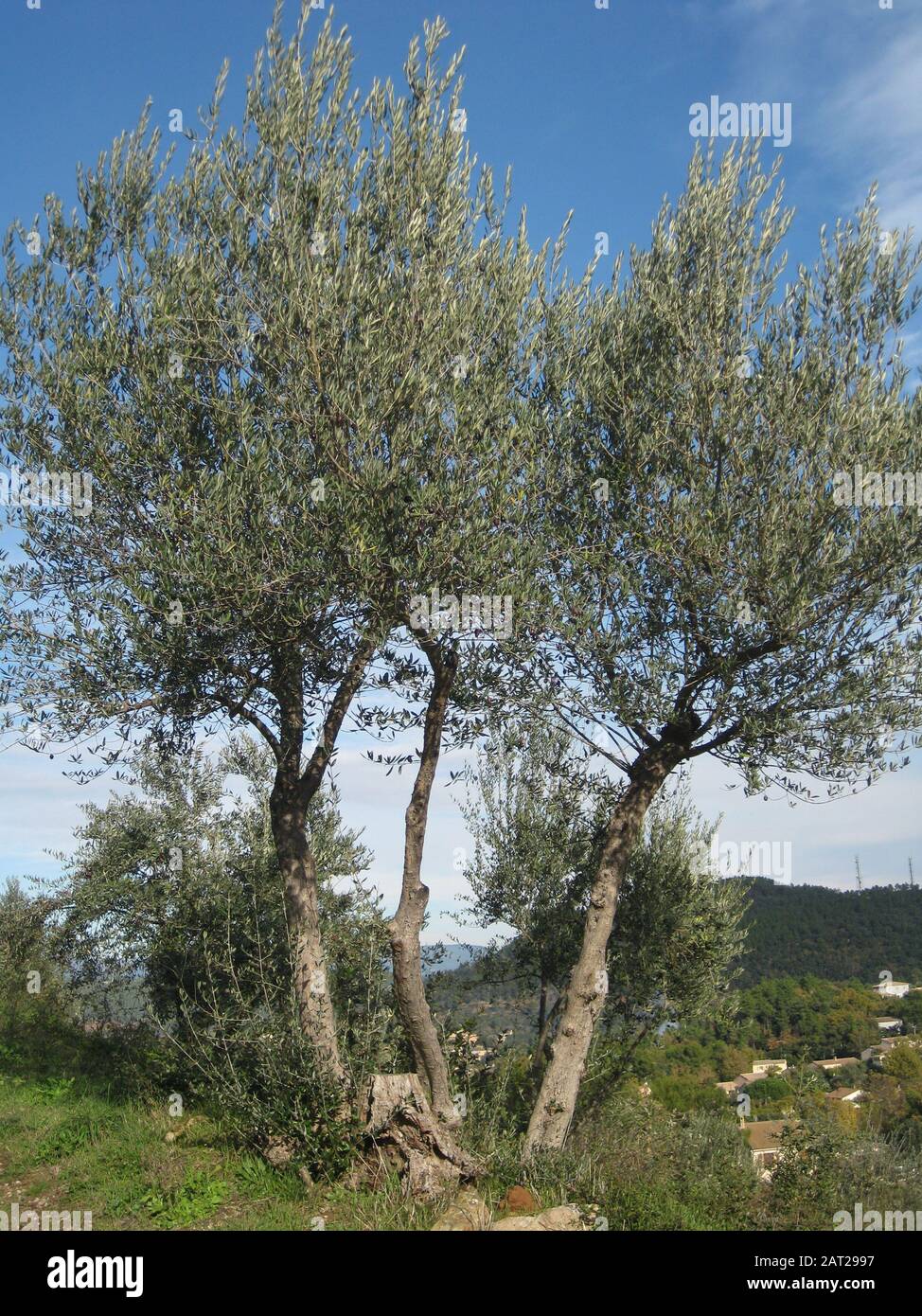 Olive trees and france hi-res stock photography and images - Alamy