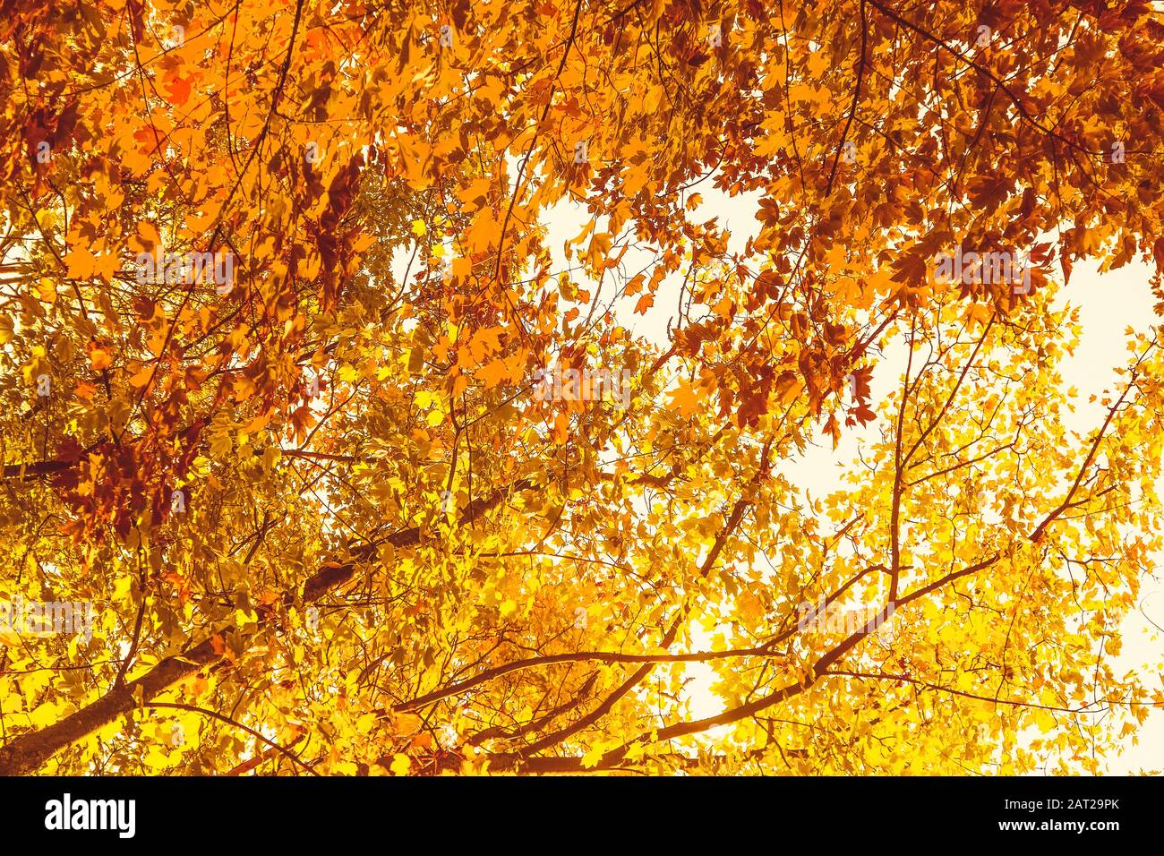 Seasonal travel, retro backdrop and rural environment concept ...