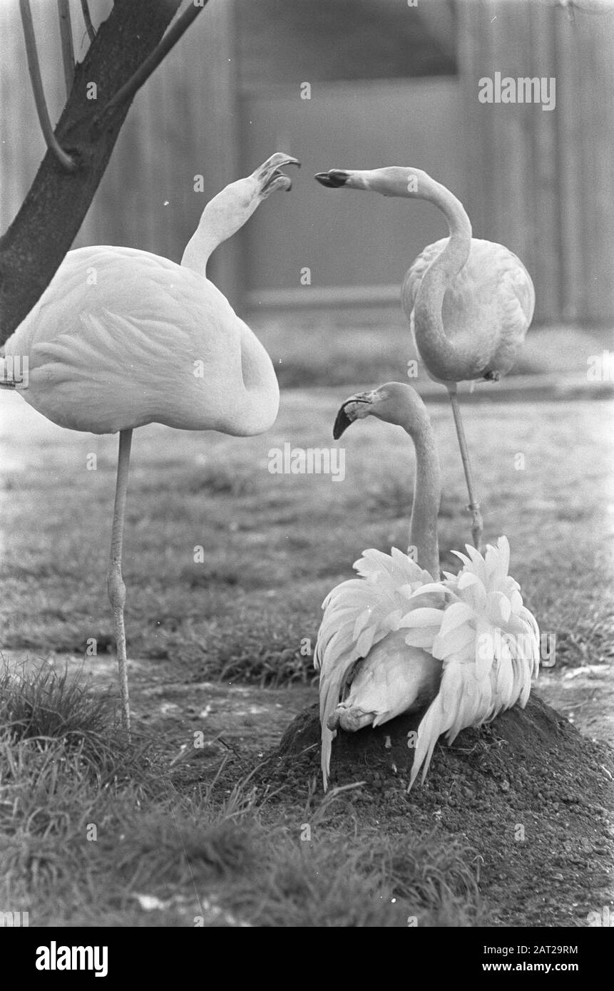 Flamingo in Artis is breeding, this is unique in captivity Date: May 22 ...
