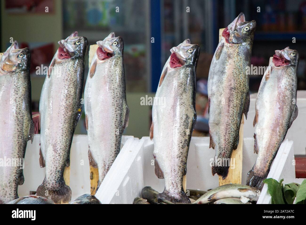 Fresh fish as sea food for sale at a fish market Stock Photo - Alamy