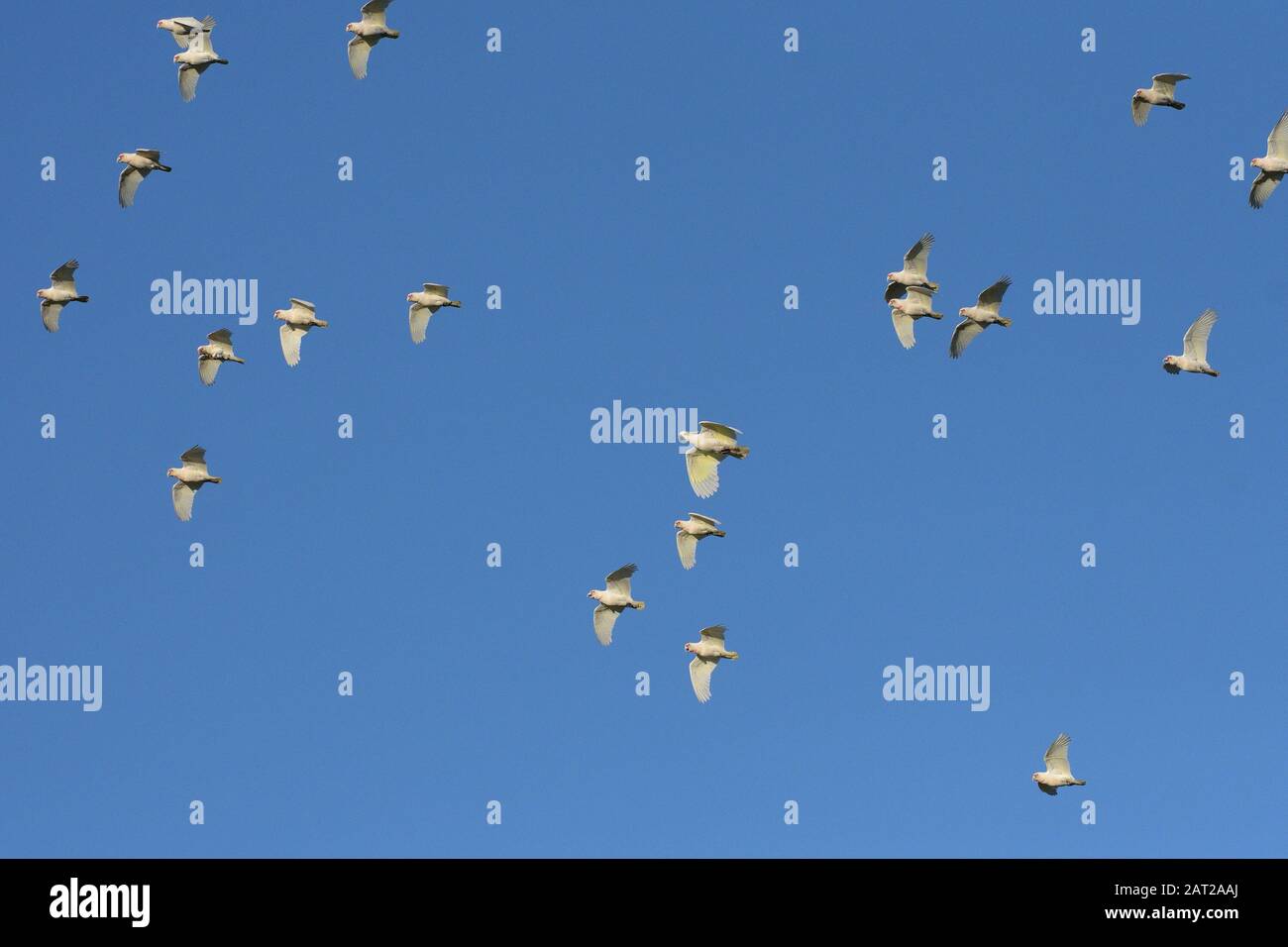 A flock of white cockatoos flying in the wild in Australia Stock Photo ...