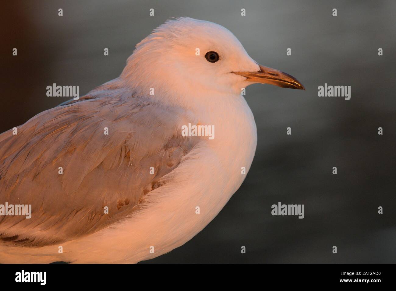 Silver gull chroicocephalus novaehollandiae adult hi-res stock ...
