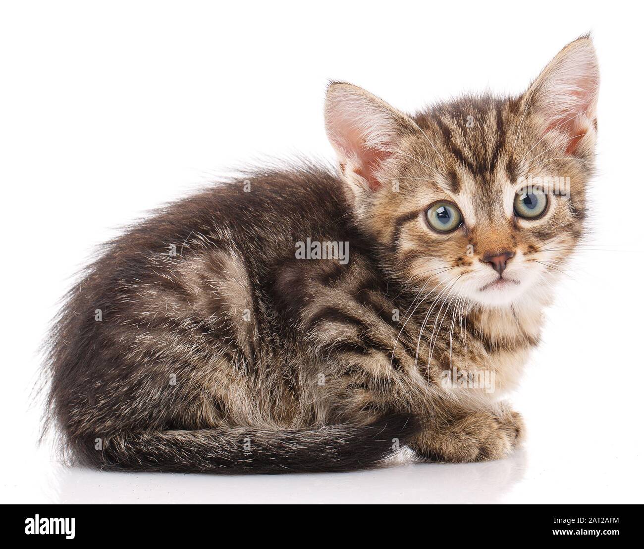 Brown Cats With Green Eyes