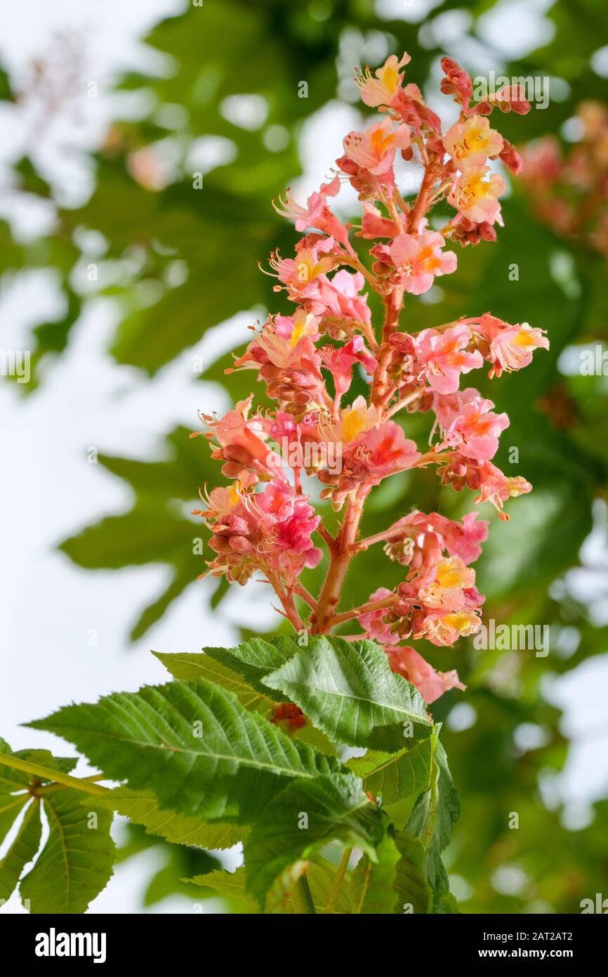 Ruby Red Horse Chestnut Tree