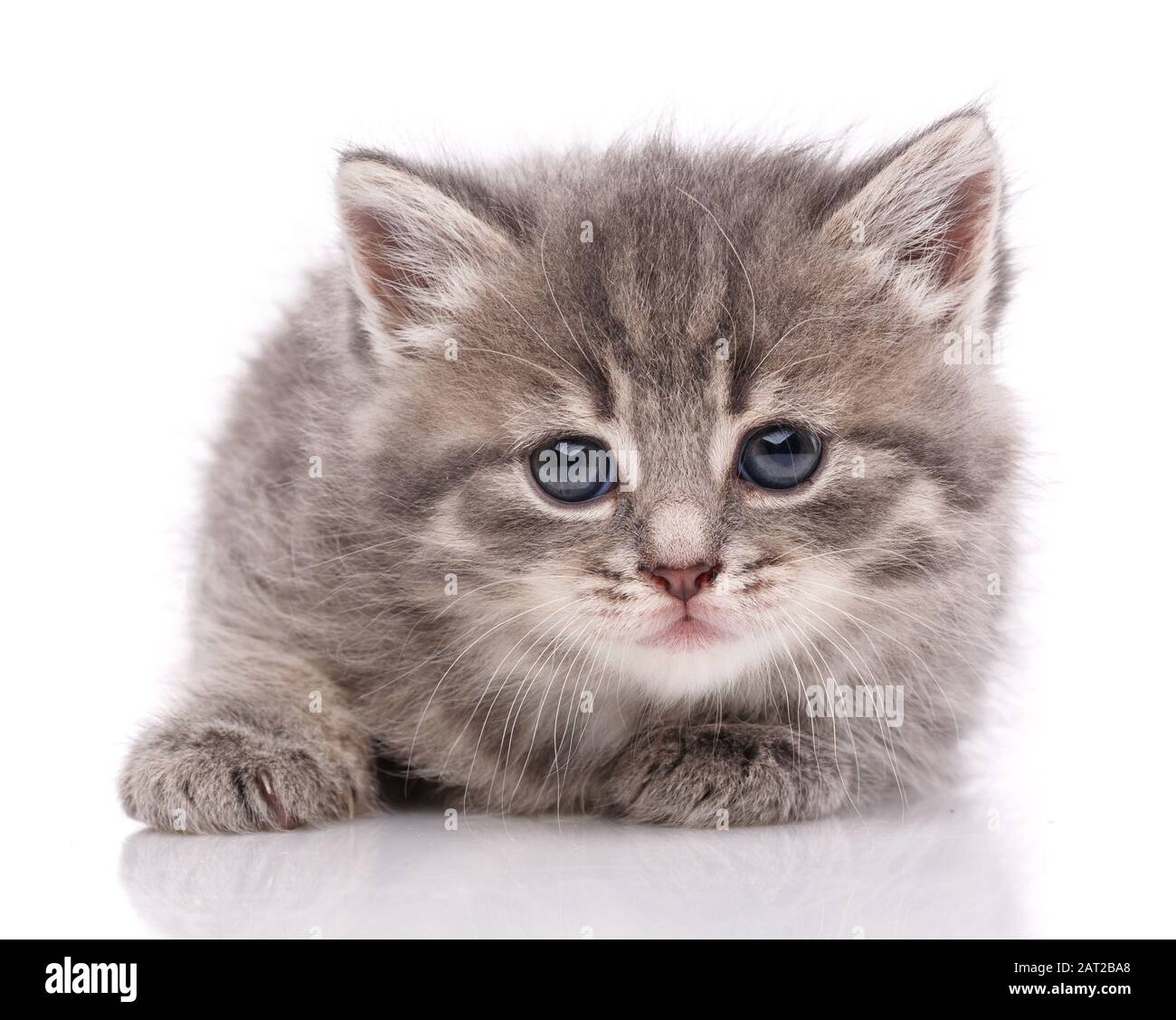 Little gray kitten on a white background Stock Photo - Alamy