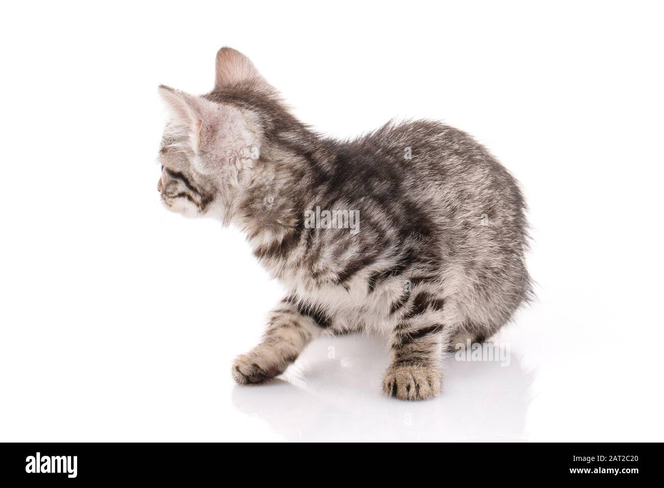 Little cute gray kitten looks back, head turned Stock Photo - Alamy