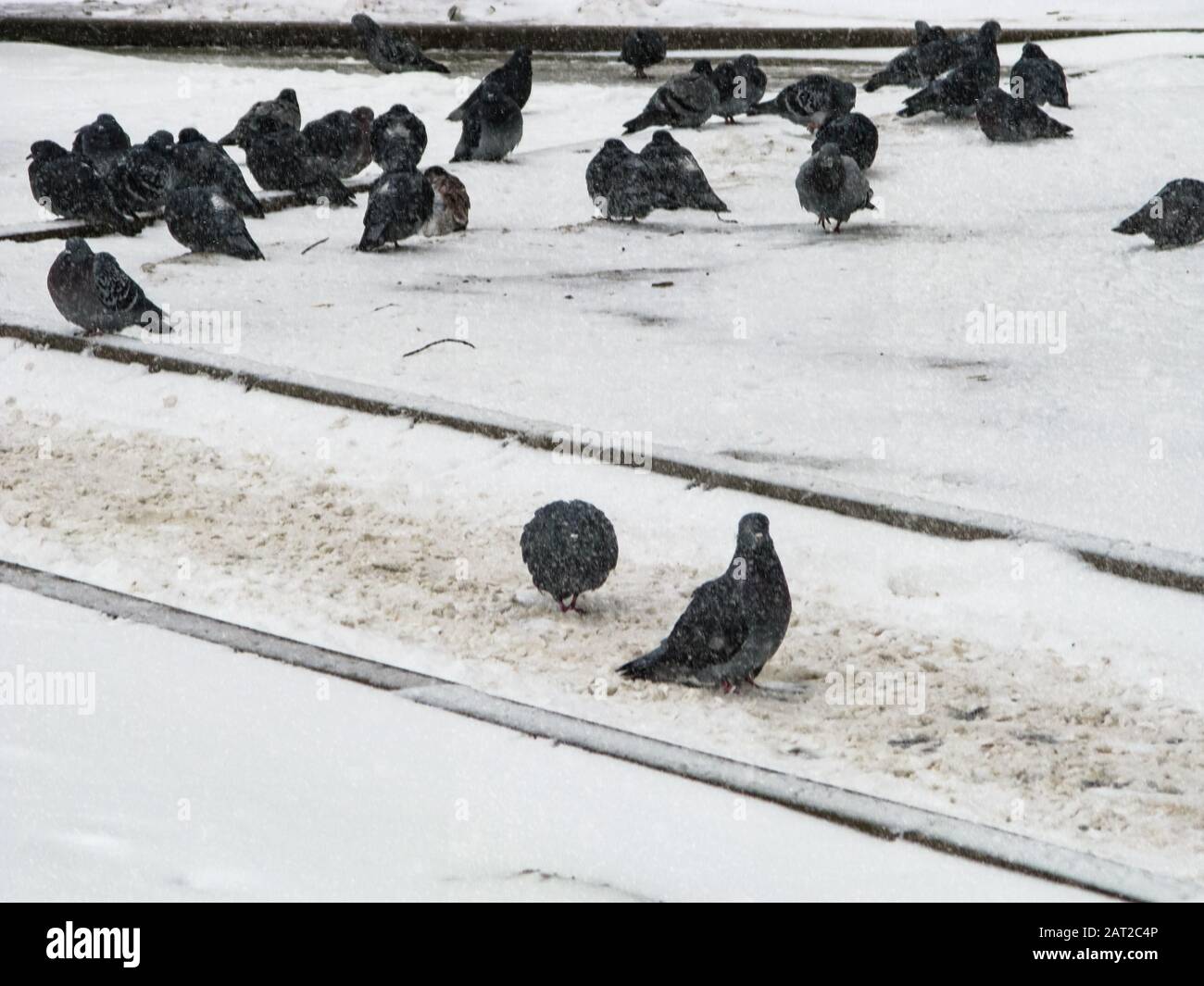 Pigeons birds sit on hi-res stock photography and images - Alamy