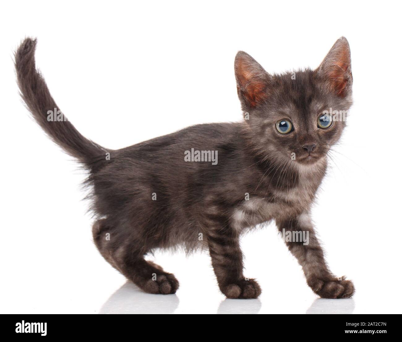 A simple black cat without a breed on a white background Stock Photo ...