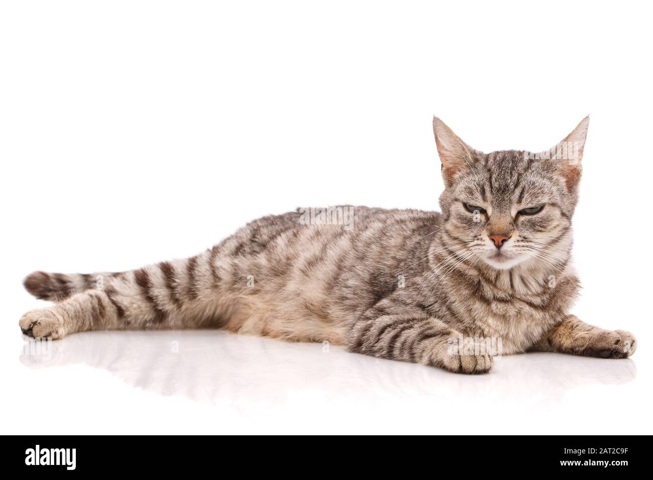 Proud cat hi-res stock photography and images - Alamy