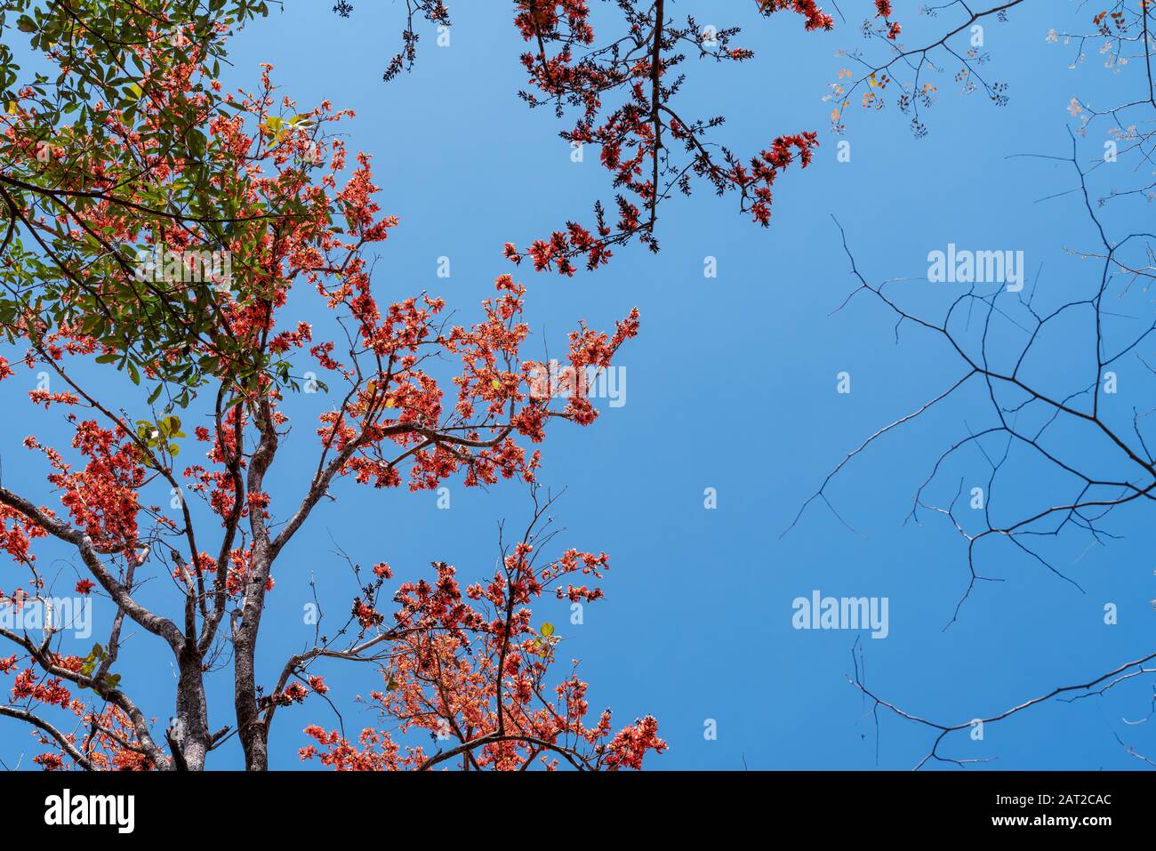 Bastard Teak or beautiful frame of the forest, Butea monosperma (Lam ...