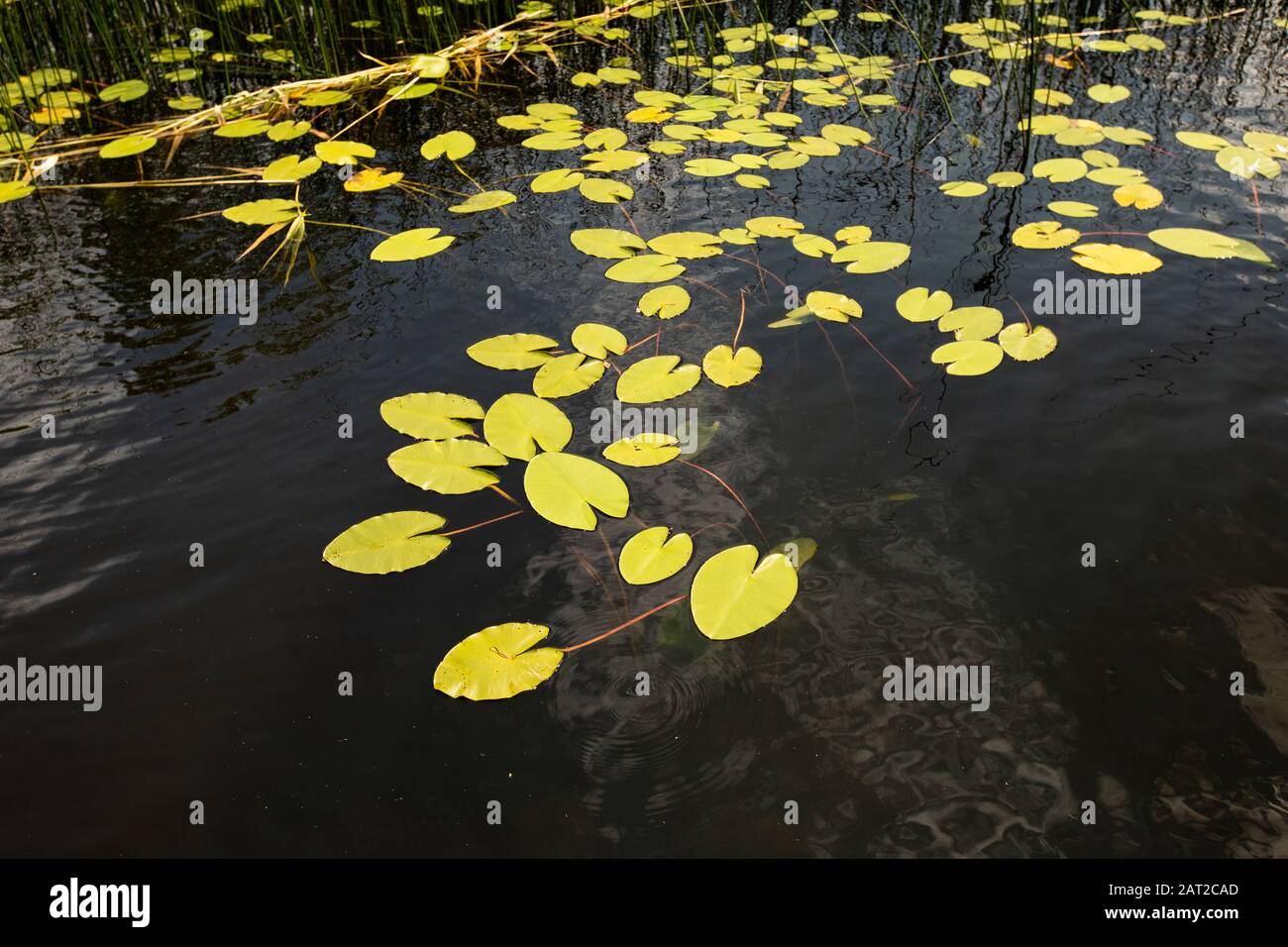 Perennial water lily hi-res stock photography and images - Alamy