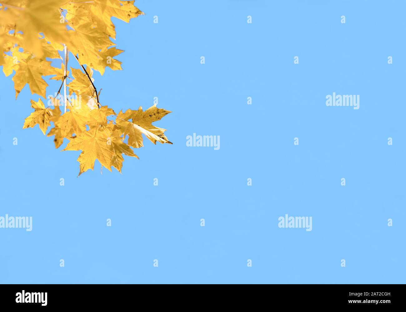 Beautiful Natural Yellow Leaves with Copy Space Background in Fall ...