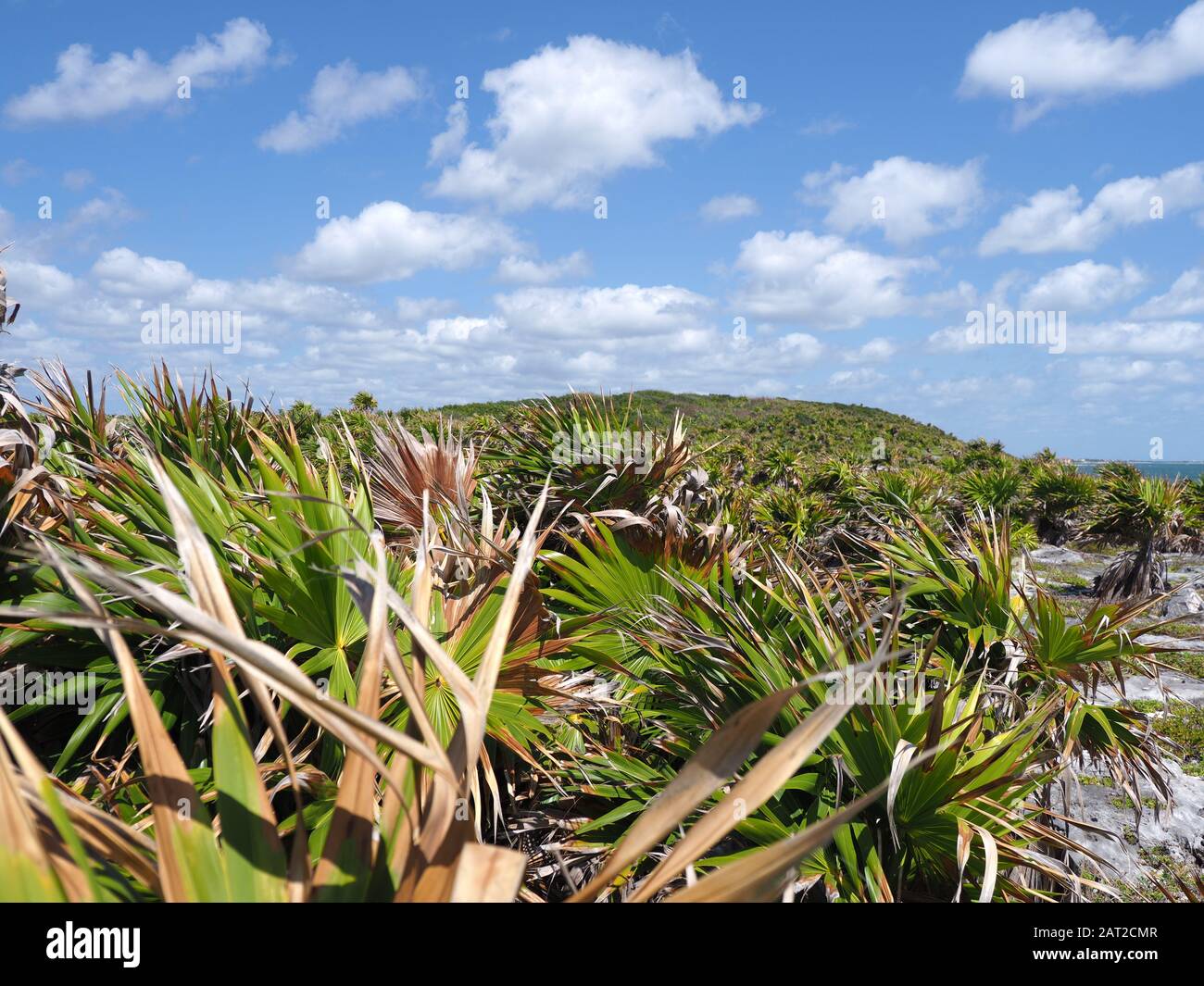Tropical plants in Tulum city in Mexico Stock Photo - Alamy