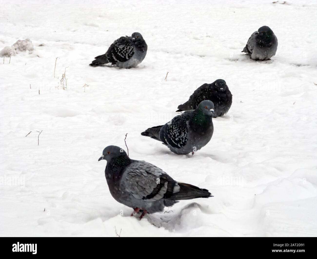 Pigeons sit in the snow in winter, it's snowing. The birds were cold ...