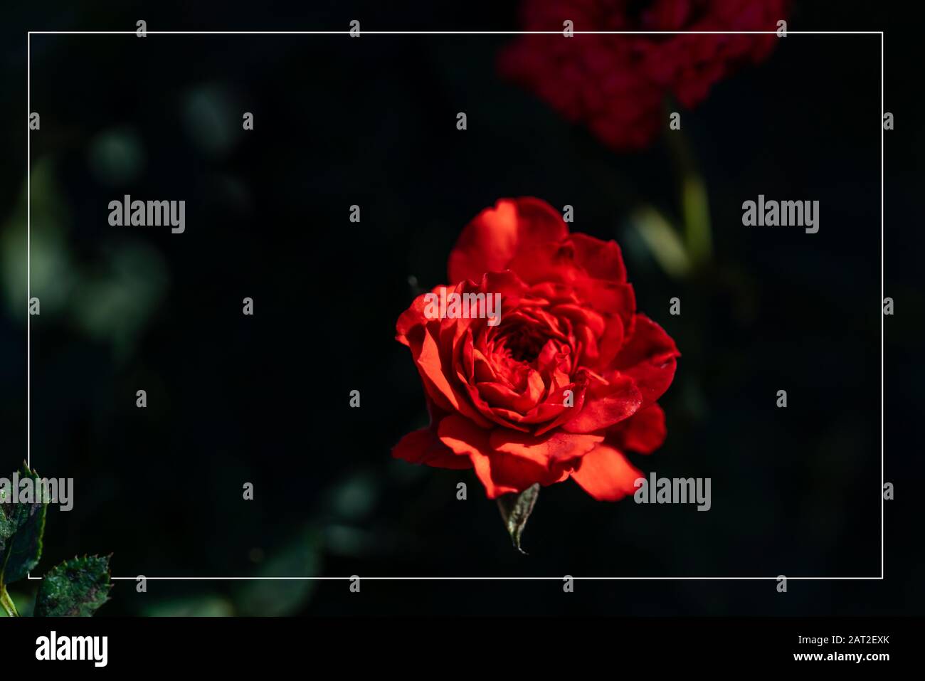 delicate rose in the garden. Red Rose. Natural background Stock Photo ...