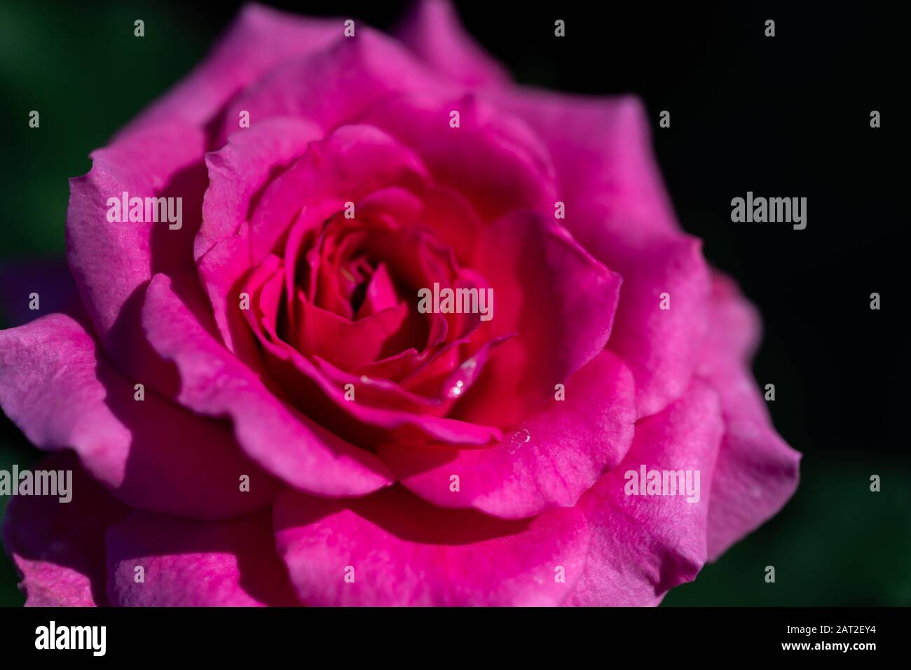 group of pink rose with green leaf from garden Stock Photo - Alamy
