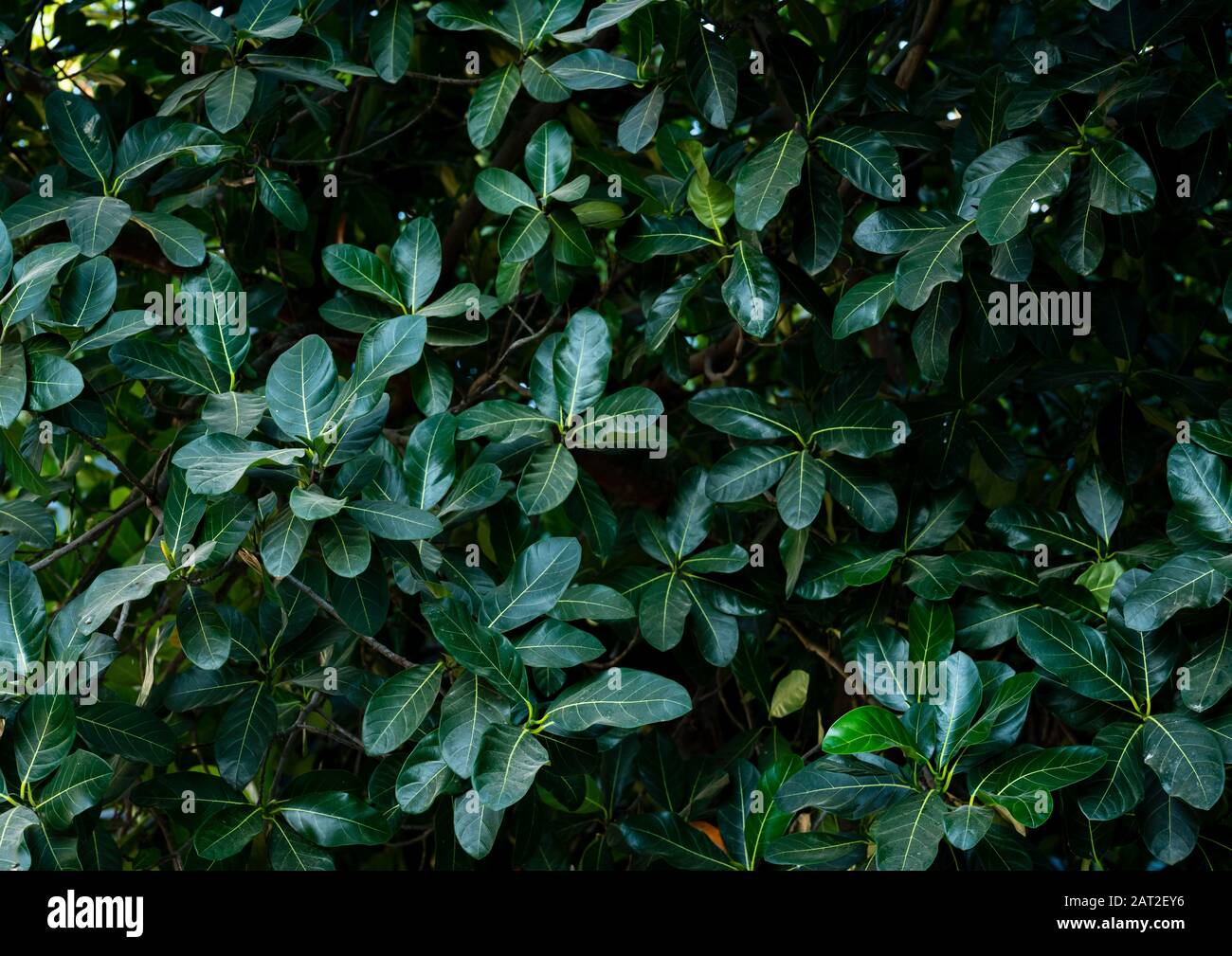 Leaves background of The jackfruit tree, it's also called jack tree ...
