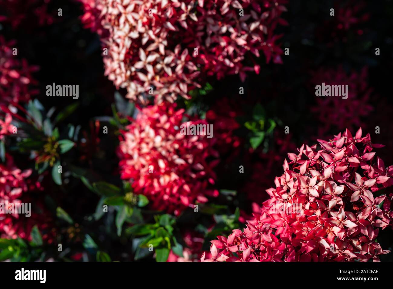 Needle flower hi-res stock photography and images - Alamy