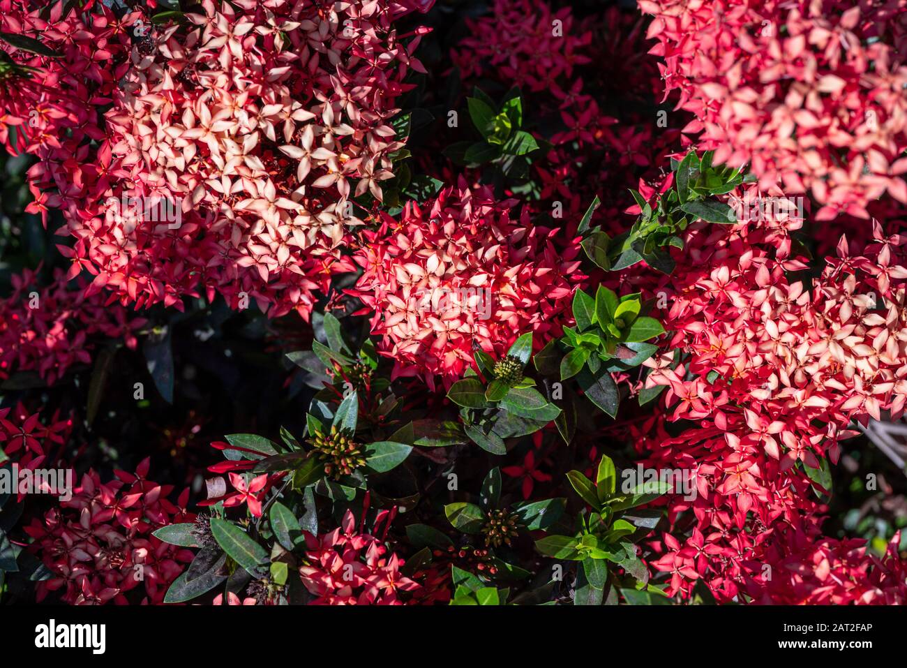 Red needle flower hi-res stock photography and images - Alamy
