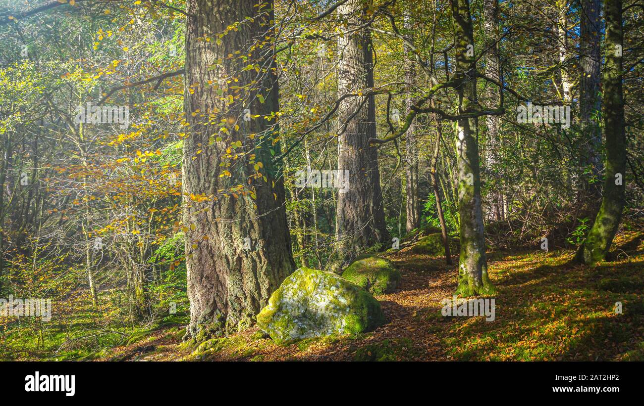 Trees with leaves changing colour in Scottish forest on sunny autumn ...