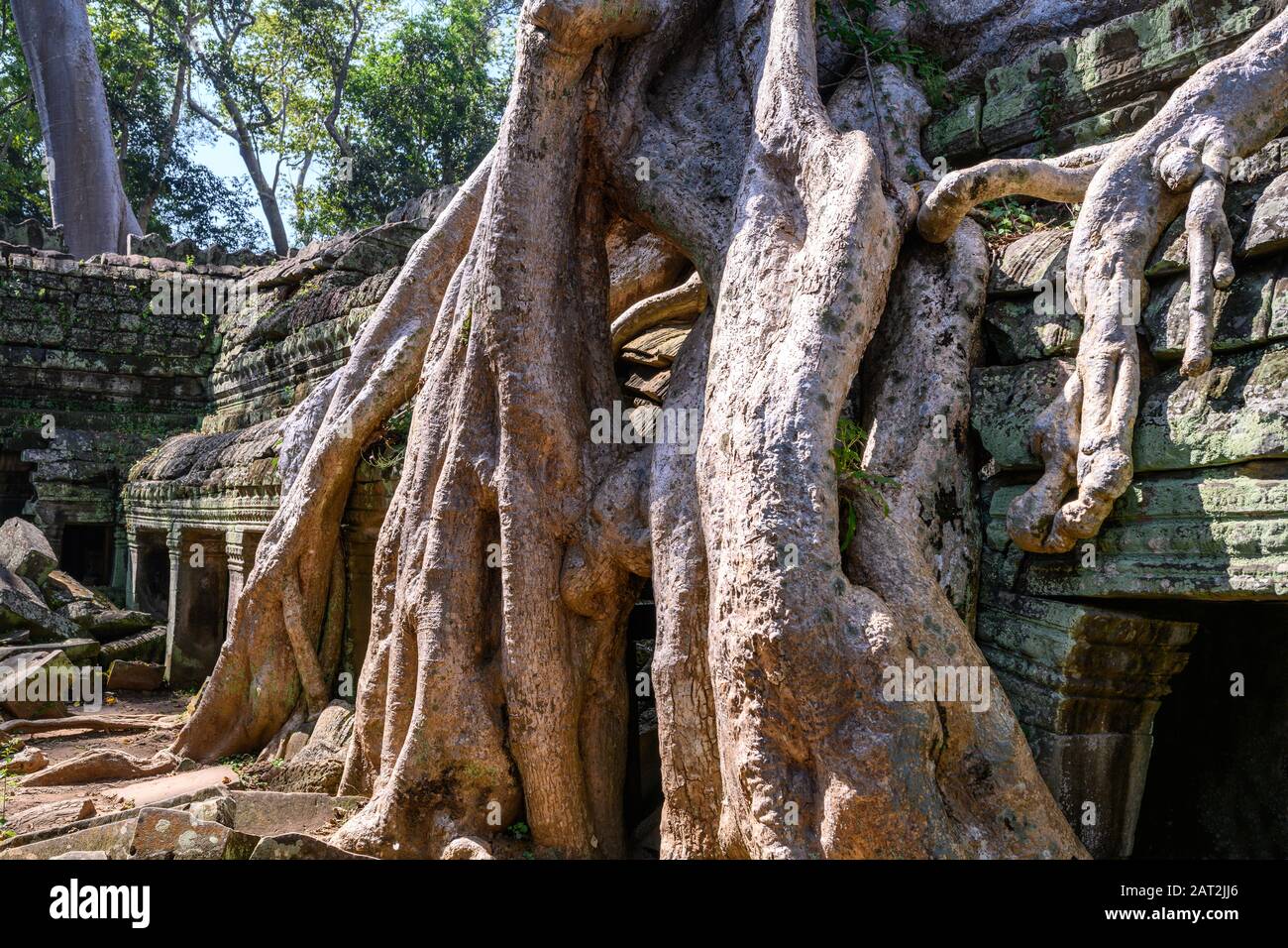 Gigant Tetrameles nudiflora - Spung tree with the ruins of Ta Prohm ...
