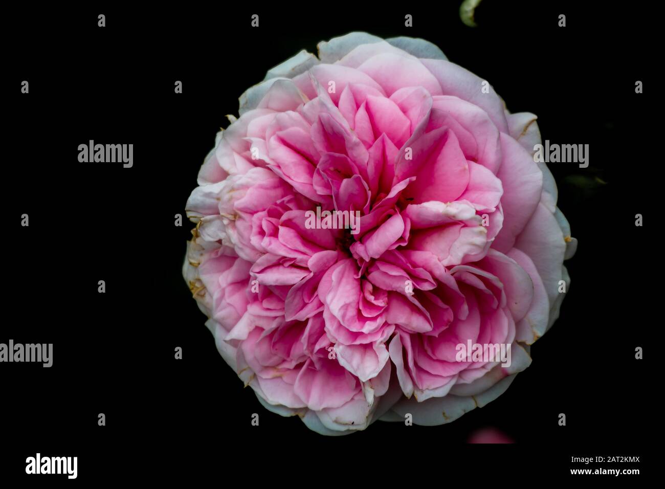 Centifolia Rose Stock Photo - Alamy