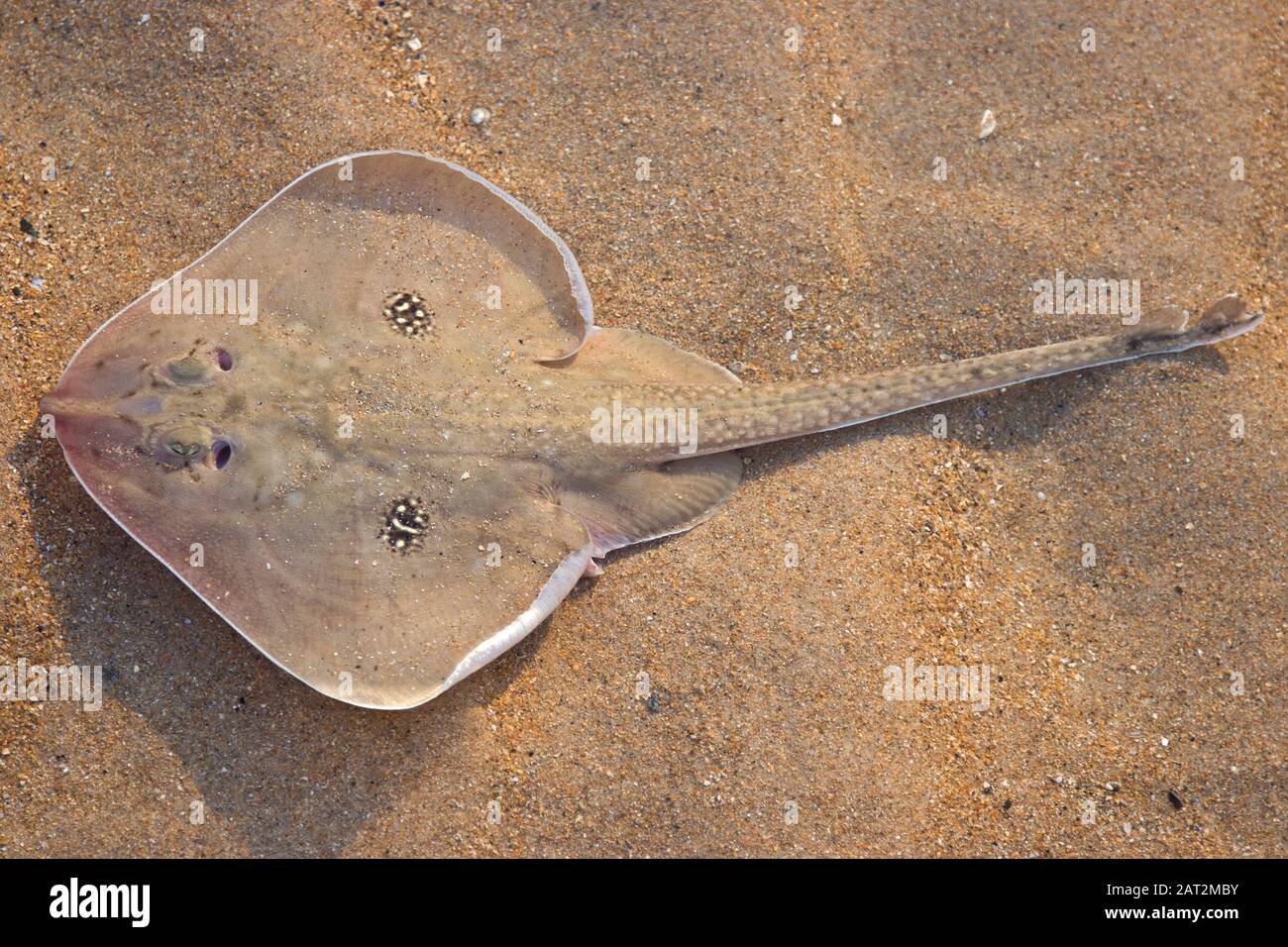 Cuckoo ray hi-res stock photography and images - Alamy