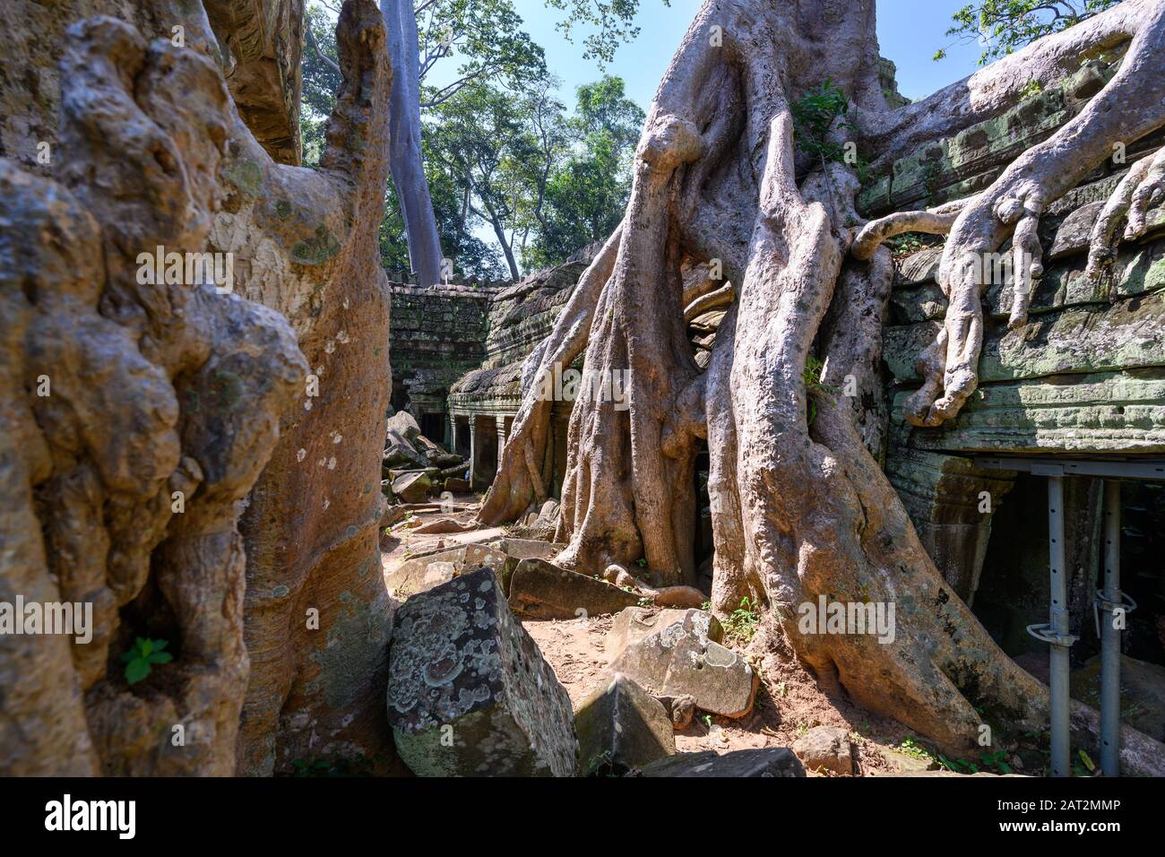 Gigant Tetrameles nudiflora - Spung tree with the ruins of Ta Prohm ...