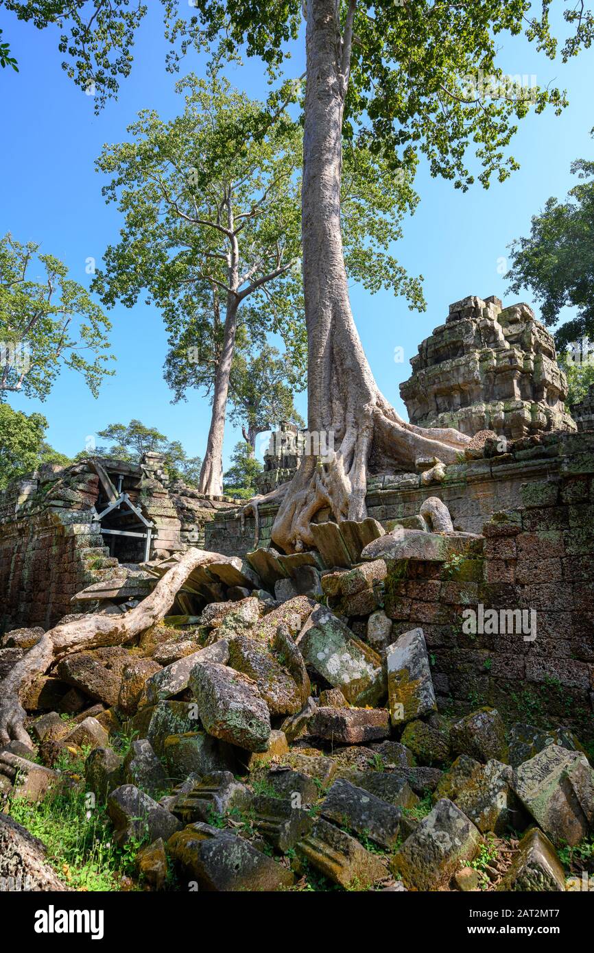 Gigant Tetrameles nudiflora - Spung tree with the ruins of Ta Prohm ...