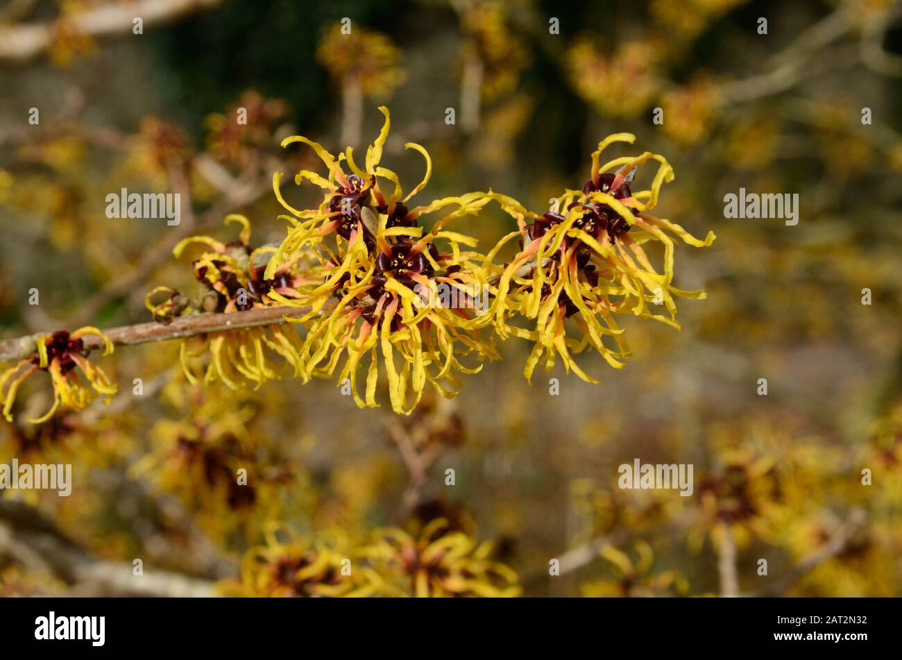 Hamamelis x intermedia Orange Beauty witch hazel orange beauty shrub ...
