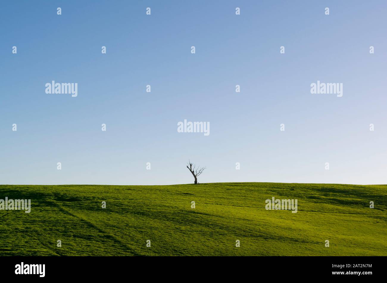 Tree sitting on hill in hi-res stock photography and images - Alamy