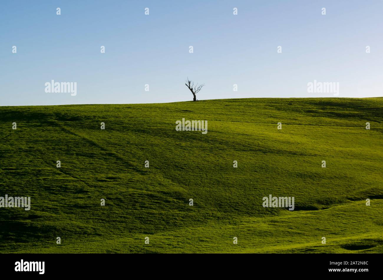 Tree sitting on hill in hi-res stock photography and images - Alamy