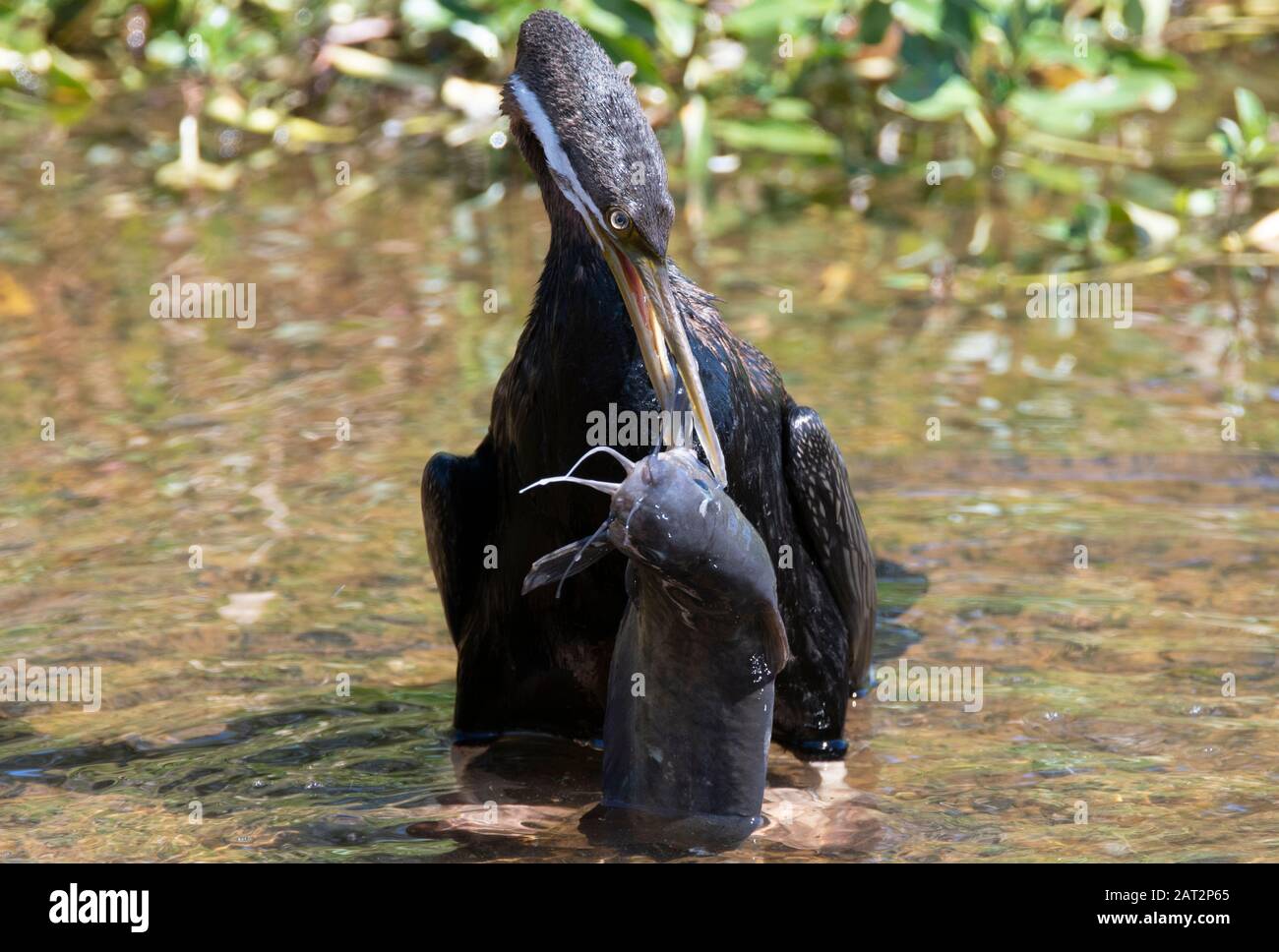 Drought australia fish hi-res stock photography and images - Alamy