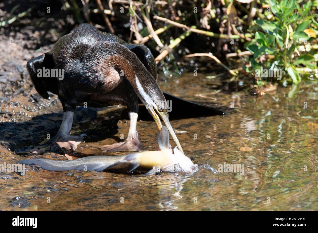 Australasian Darter, Fishing in Northern territory swamp Stock Photo ...