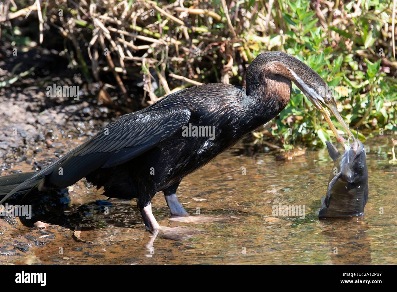 Australasian Darter, Fishing in Northern territory swamp Stock Photo ...
