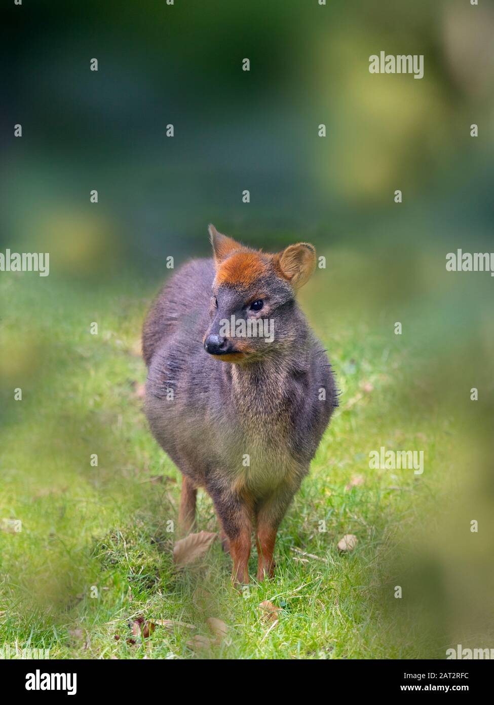 Active Argentina High Resolution Stock Photography and Images - Alamy