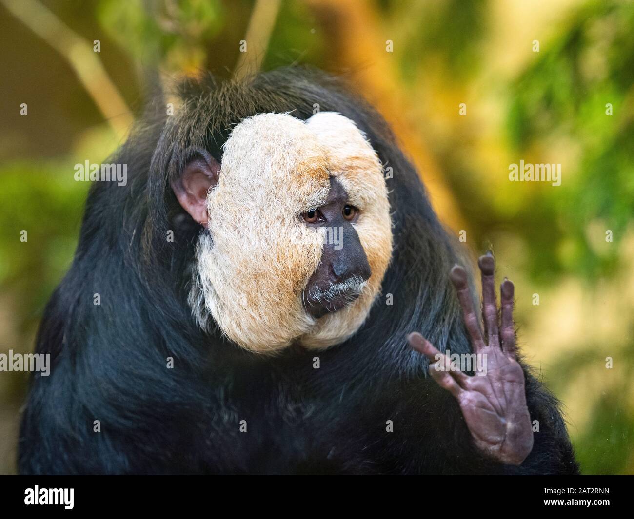 White-faced saki Pithecia pithecia Captive portrait Stock Photo - Alamy