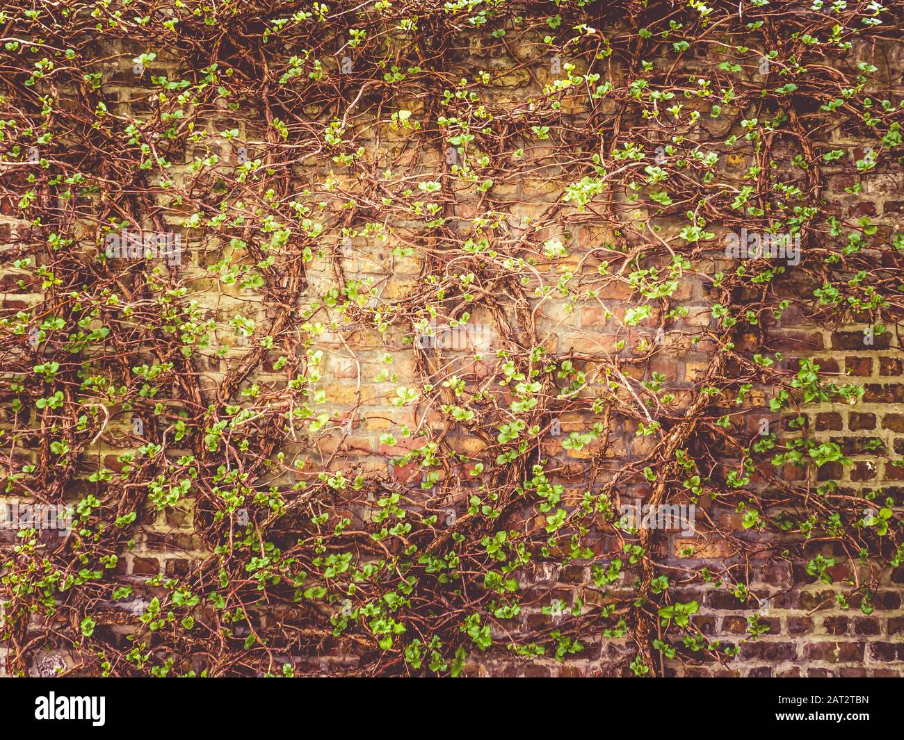 Brick wall vines hi-res stock photography and images - Alamy