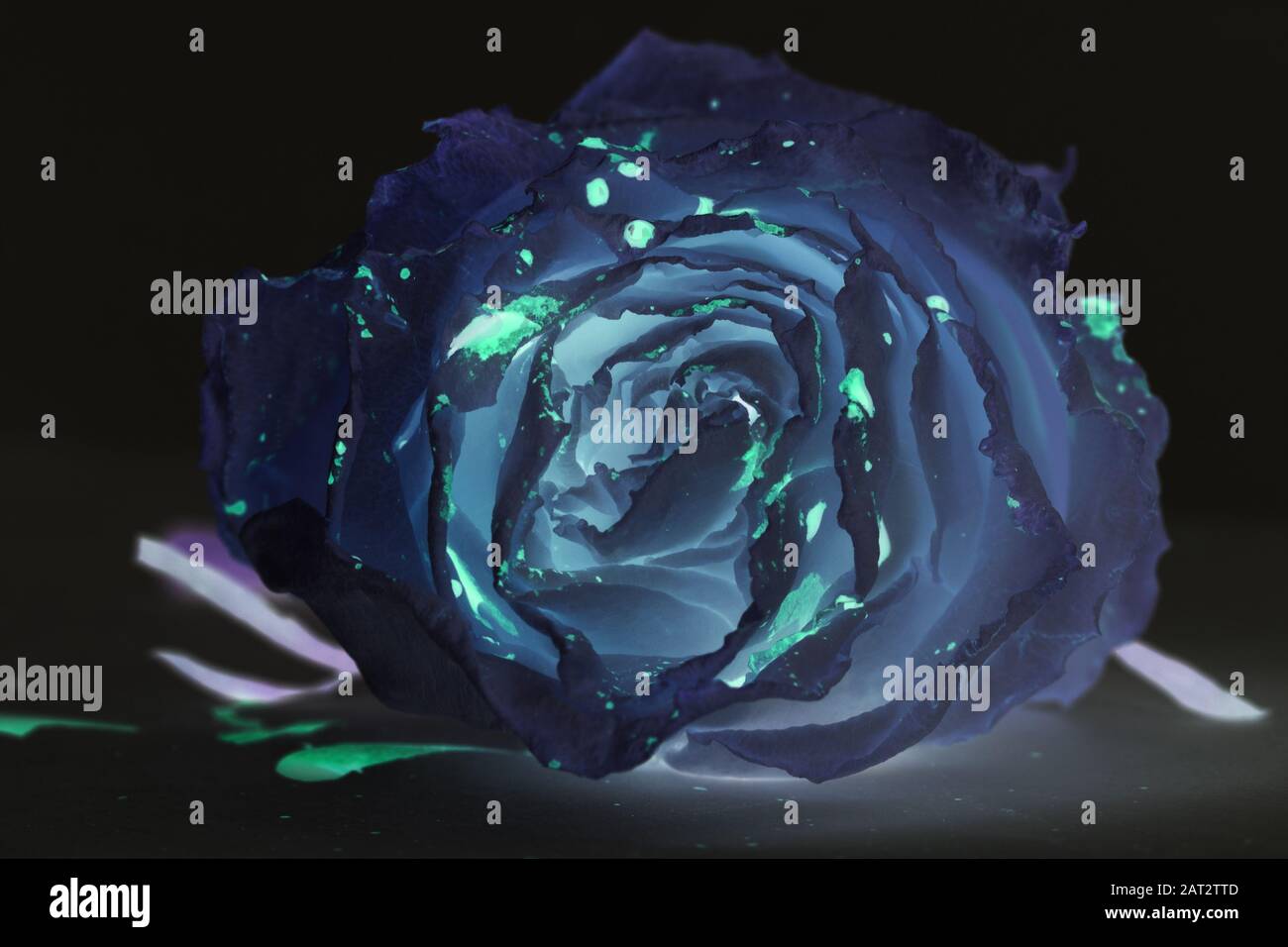 Scary image of daek rose. Use as book cover Stock Photo - Alamy