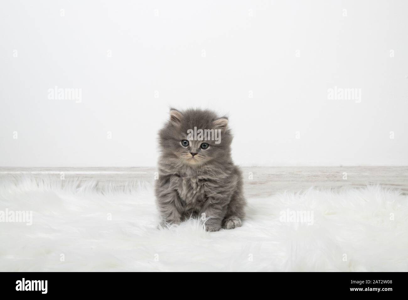 Fluffy cat wall hi-res stock photography and images - Alamy